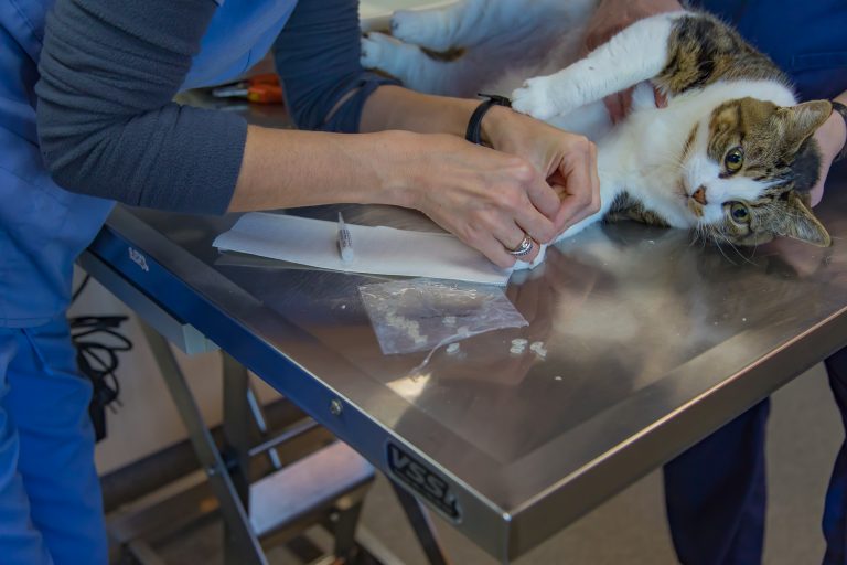 Feline Friendly - Orchard View Veterinary Center